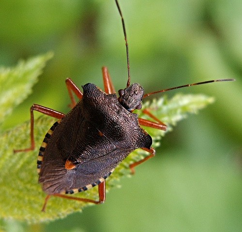 Home Repair Archives • Page 2 of 3 • Ugly Duckling House