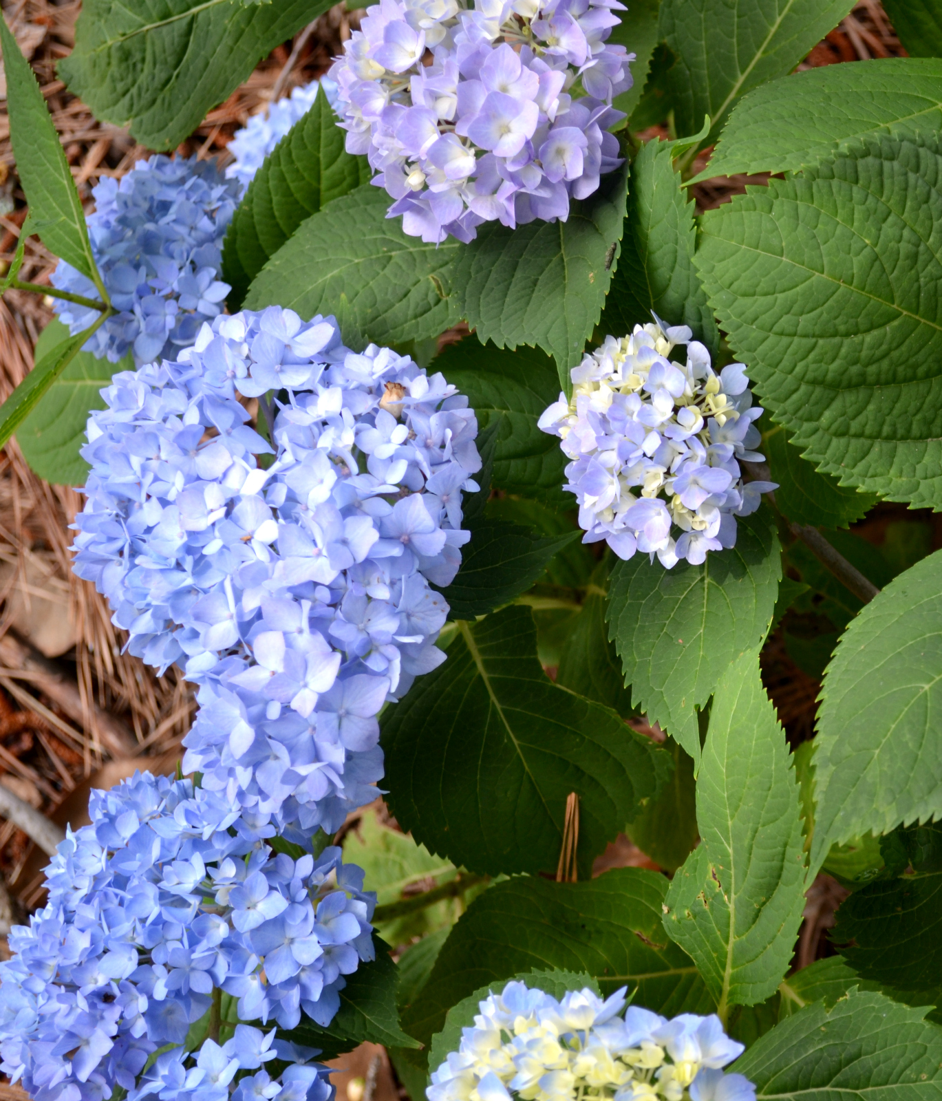 4 Easy Tips for Growing Hydrangeas • Ugly Duckling House