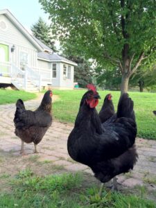 Visiting Chicago in the Fall