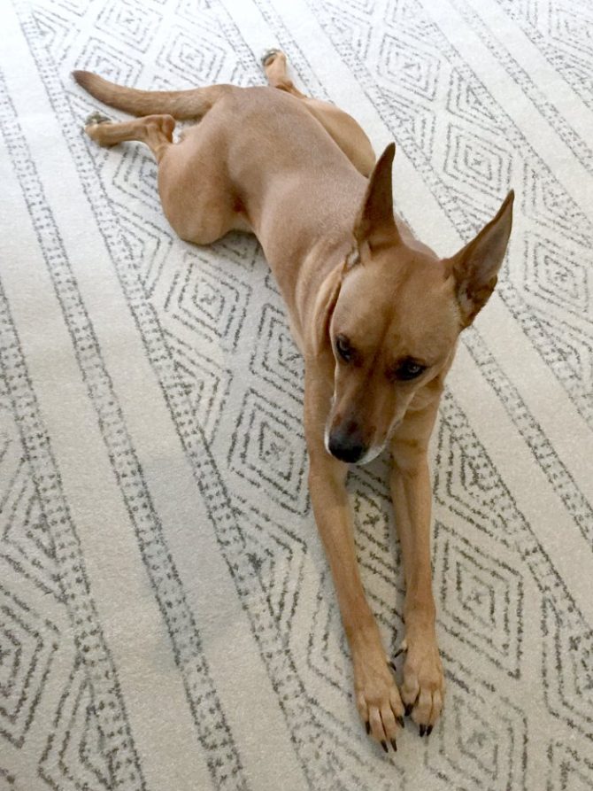 Finding an Extra Large Rug I Love... and Can Afford • Ugly Duckling House