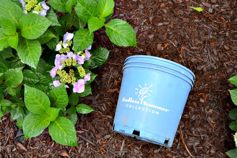 My New Hydrangea Corner Garden • Ugly Duckling House