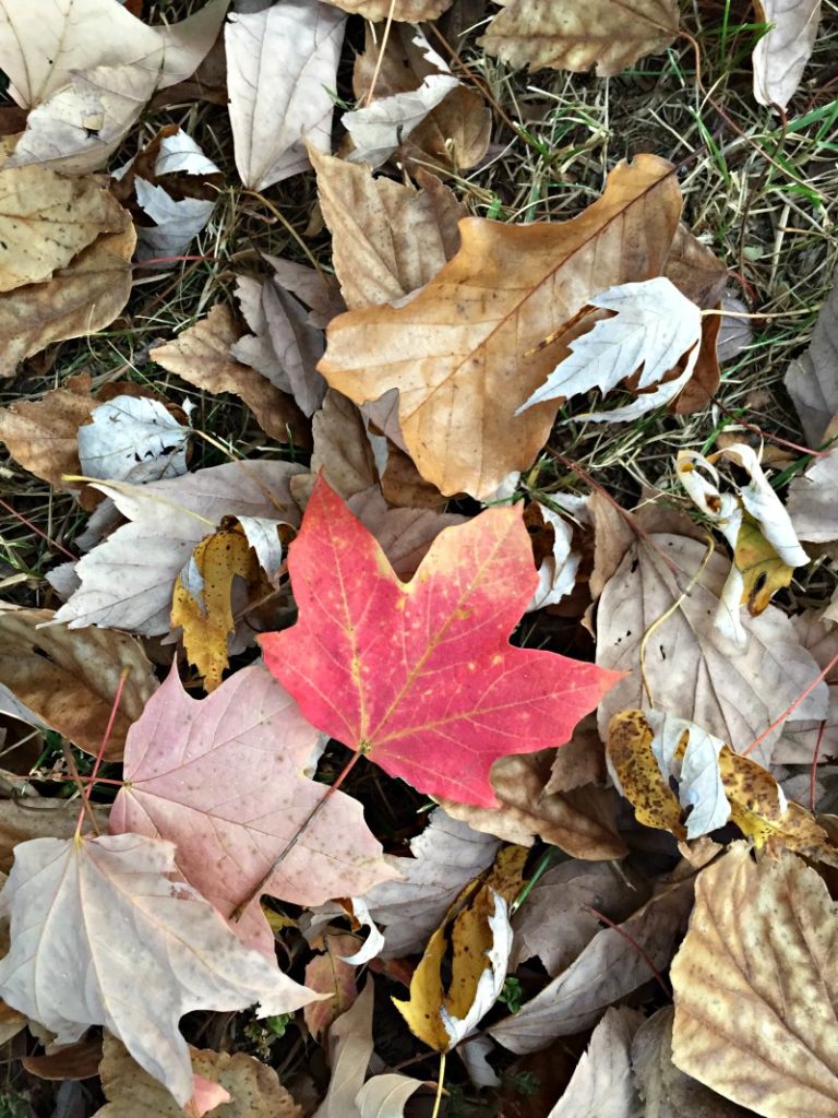 Slooooowing Down for Fall • Ugly Duckling House