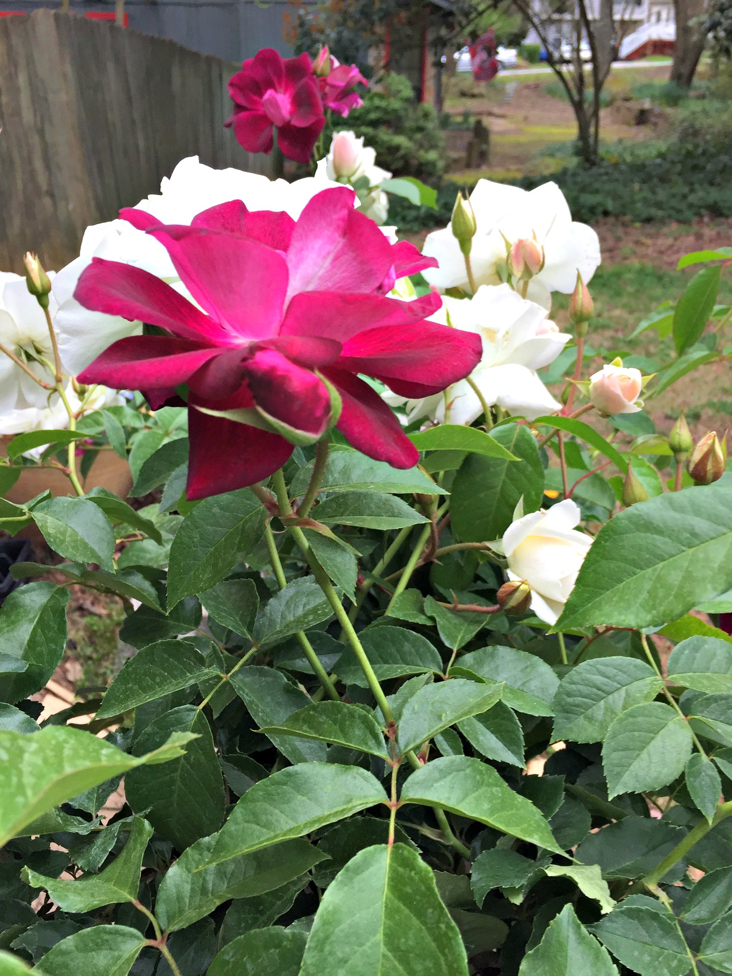 Welcoming Spring (and the Most Gorgeous Roses I've Ever Seen) • Ugly ...