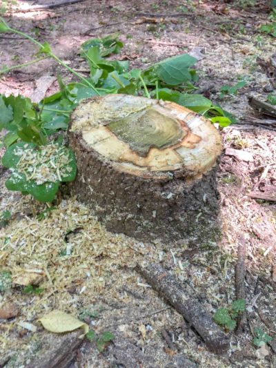 How to Cut Down a Small Tree • Ugly Duckling House