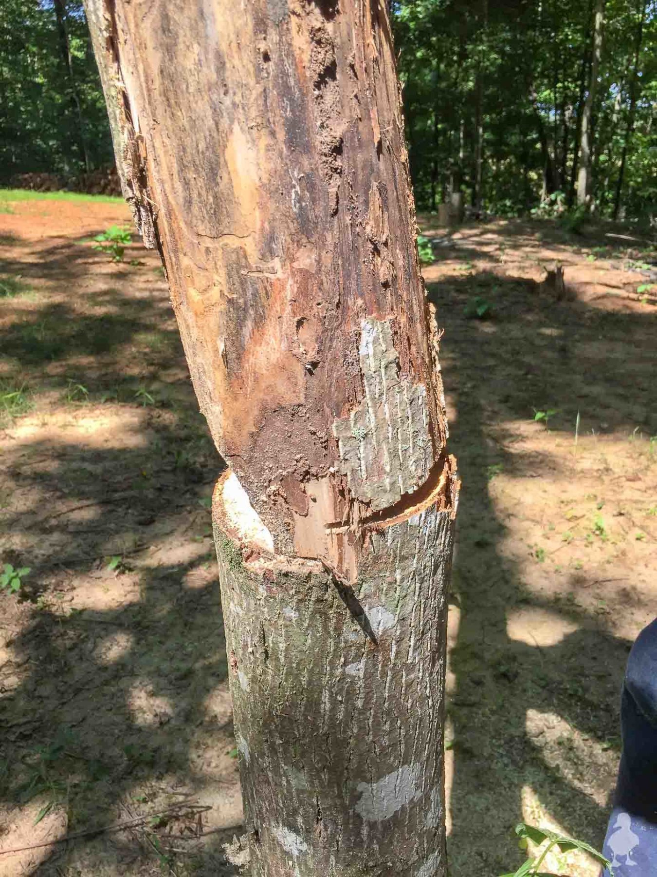 How to Cut Down a Small Tree • Ugly Duckling House