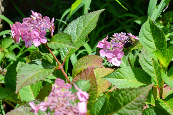 FAQs About Hydrangeas: How to Grow Hydrangeas | Ugly Ducking House