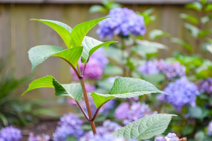FAQs About Hydrangeas: How to Grow Hydrangeas | Ugly Ducking House