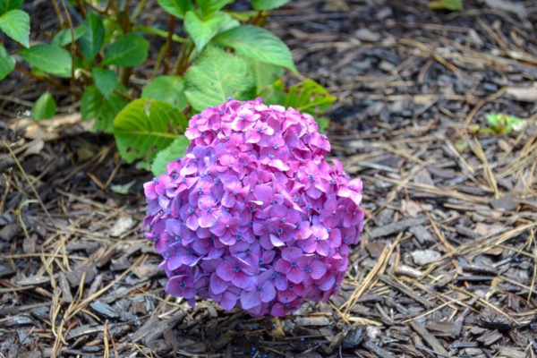 FAQs About Hydrangeas: How to Grow Hydrangeas | Ugly Ducking House