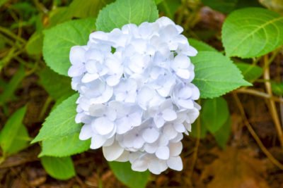 FAQs About Hydrangeas: How to Grow Hydrangeas | Ugly Ducking House