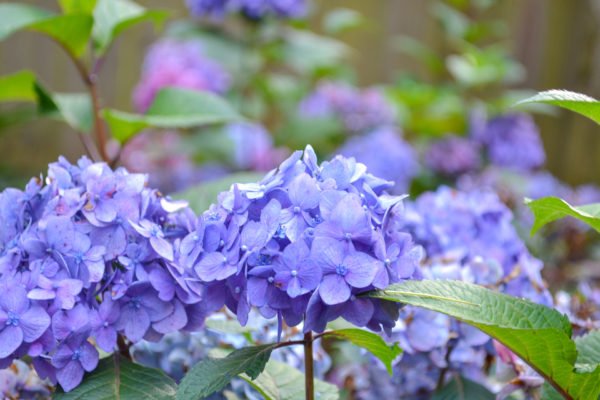 FAQs About Hydrangeas: How to Grow Hydrangeas | Ugly Ducking House