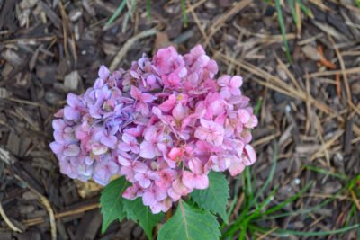 FAQs About Hydrangeas: How to Grow Hydrangeas | Ugly Ducking House