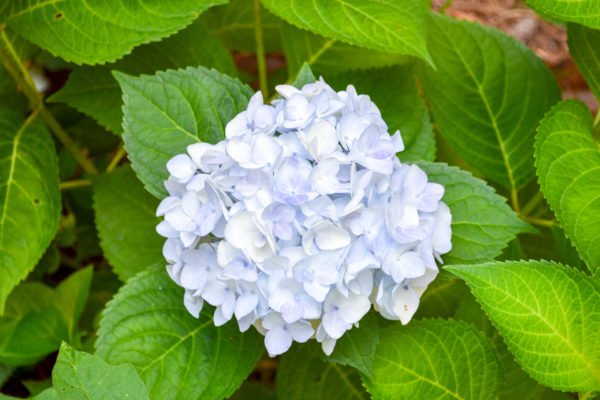 FAQs About Hydrangeas: How to Grow Hydrangeas | Ugly Ducking House