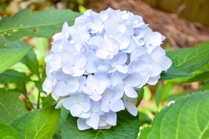 FAQs About Hydrangeas: How to Grow Hydrangeas | Ugly Ducking House