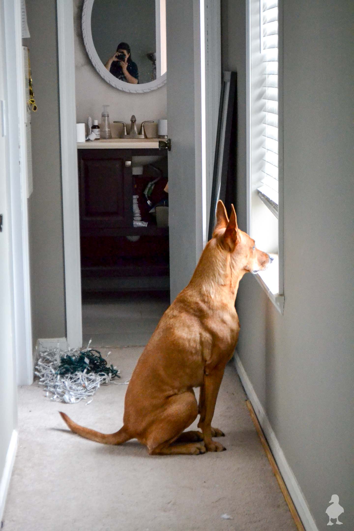 How I Installed Frosted Window Film — and Got the Dog to Stop Barking ...