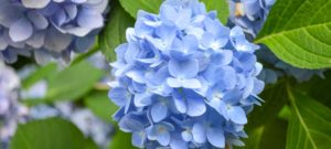 3 Easy Ways to Propagate Hydrangeas • Ugly Duckling House